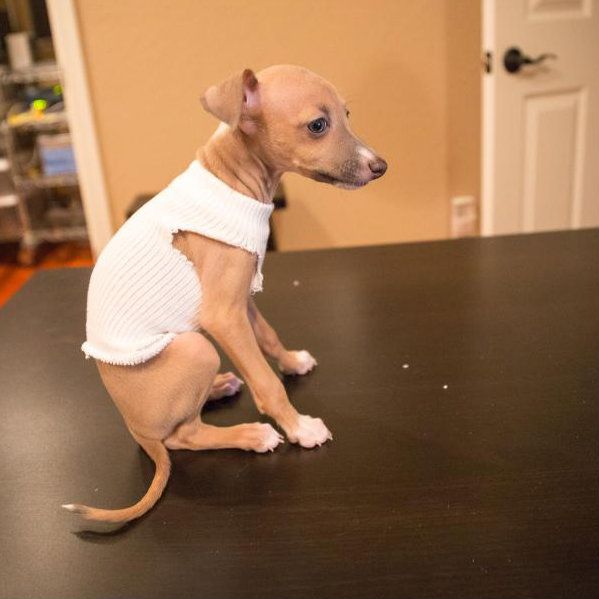 Anne s Odds And Ends Make Your Own Puppy Or Small Dog Sweater 